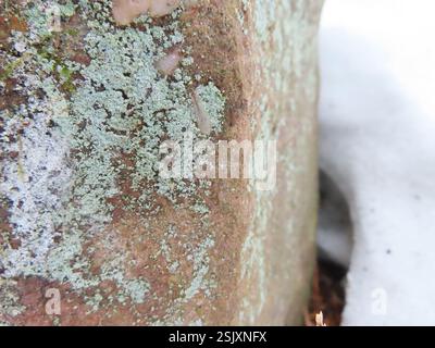 (Trichocera), Insecta, Devil's Lake State Park, Devils Lake, Sauk ...