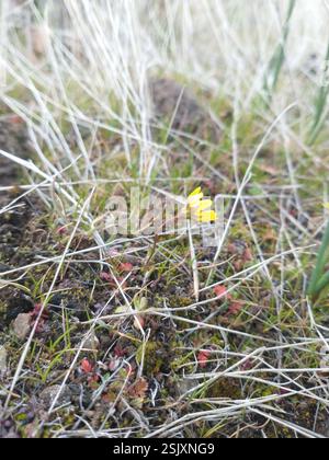 spring gold (Crocidium multicaule), Plantae, Columbia River Gorge ...