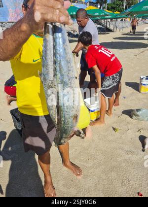Serra Spanish Mackerel (Scomberomorus brasiliensis), Actinopterygii ...