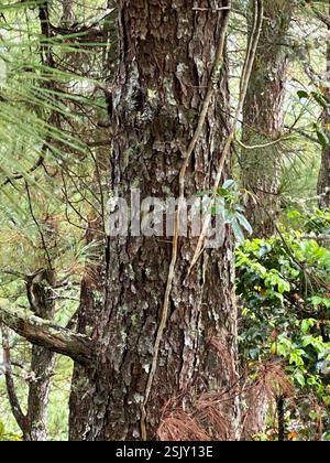 Khasi pine (Pinus kesiya), Plantae, Luzon, Bontoc, Mountain Province ...