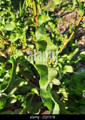docks and sorrels (Rumex), Plantae, Wagener Terrace, Charleston, SC ...