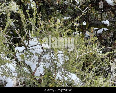 chamise (Adenostoma fasciculatum), Plantae, Orange County, CA, USA ...