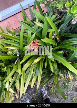 Natal Lily (Clivia miniata), Plantae, North Island, Auckland, Auckland ...
