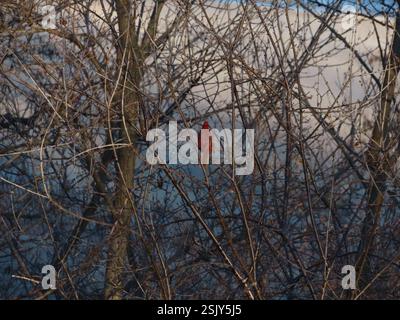 Northern Cardinal (Cardinalis cardinalis), Aves, Historic Water Tower ...