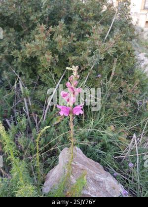 greater snapdragon (Antirrhinum tortuosum), Plantae, W9XJ+7JW, San Polo ...
