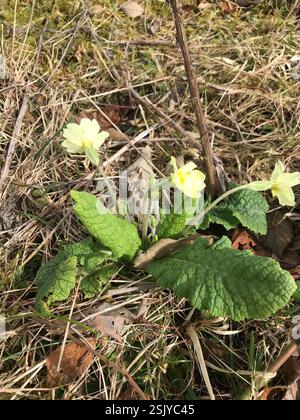 Primrose (Primula vulgaris), Plantae, A4107, Port Talbot, Wales, GB ...