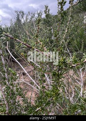 chamise (Adenostoma fasciculatum), Plantae, Orange County, CA, USA ...