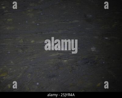 Smooth Toadfish (Tetractenos glaber), Actinopterygii, Beauty Point TAS ...