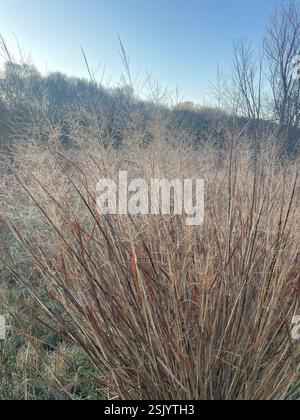 switchgrass (Panicum virgatum), Plantae, Lewisville, TX, US Stock Photo ...
