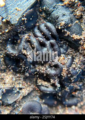Operculate Ascomycetes (Pezizomycetes), Fungi, Pecho Valley Rd, Los ...