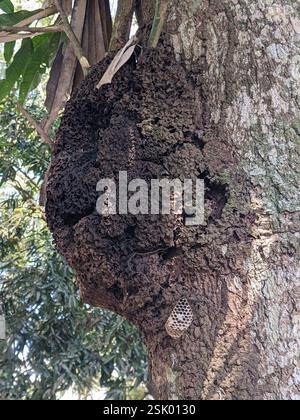 Insects (Insecta), Insecta, Moca, Dominican Republic Stock Photo - Alamy