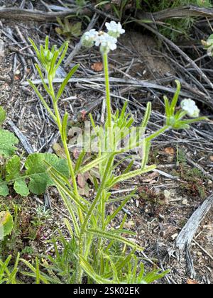Clearwater cryptantha (Cryptantha intermedia), Plantae, Trabuco Canyon ...