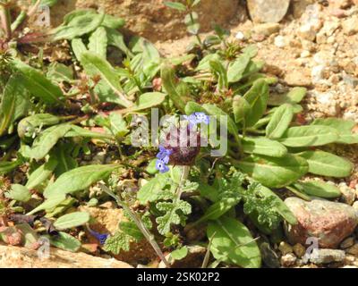 Chia (Salvia columbariae), Plantae, Topanga, Topanga State Park, Santa ...