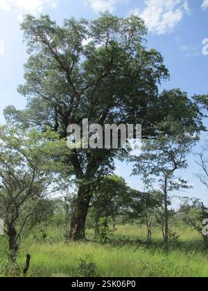 Rhodesian copalwood (Guibourtia coleosperma), Plantae, Kavango East ...