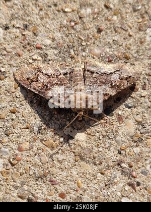 (Ennominae), Insecta, Ellis County, US-TX, US Stock Photo - Alamy