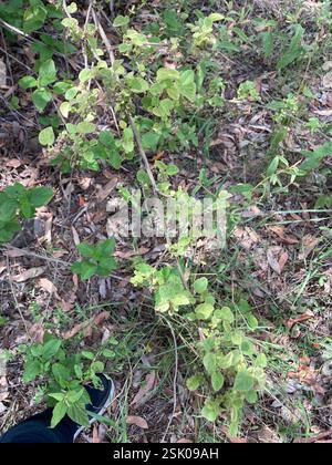 Hullworts (Coleus), Plantae, Stanwell Power Station Nature Refuge ...