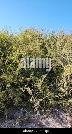 snake eyes (Phaulothamnus spinescens), Plantae, La Paz, MX-BS, MX Stock ...