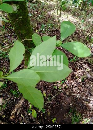 southern raintree (Brunfelsia australis), Plantae, 37000 Departamento ...