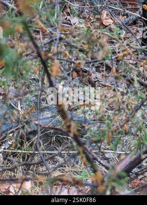 cedar rusts (Gymnosporangium), Fungi, Herndon, VA 20170, USA Stock ...