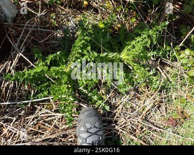 Plume Thistles (Cirsium), Plantae, Fahee North, Carron, Co. Clare ...