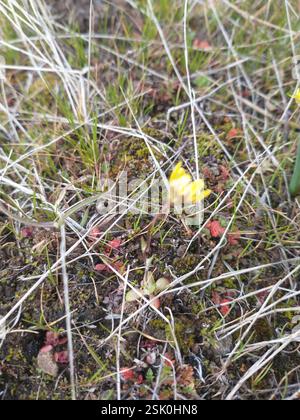 spring gold (Crocidium multicaule), Plantae, Columbia River Gorge ...