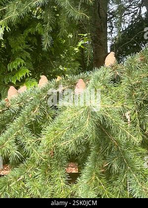 Deodar cedar (Cedrus deodara), Plantae, North Island, Hamilton, Waikato ...