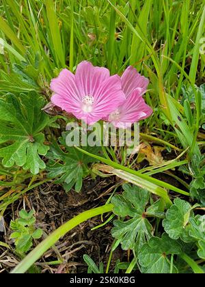 checkerbloom (Sidalcea malviflora), Plantae, San Martin, CA 95046, USA ...
