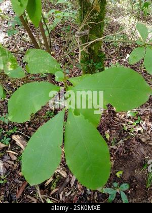 southern raintree (Brunfelsia australis), Plantae, 37000 Departamento ...