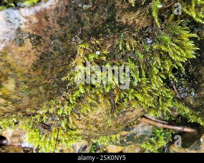 Platyhypnidium Moss (Rhynchostegium riparioides Stock Photo - Alamy