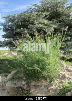 Hairy Spindlepod (Cleome hirta), Plantae, Zambezi Region, Namibia Stock ...