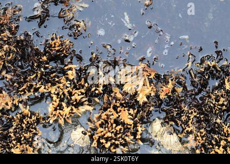 (Prionitis), Plantae, Lane, Oregon, United States Stock Photo - Alamy
