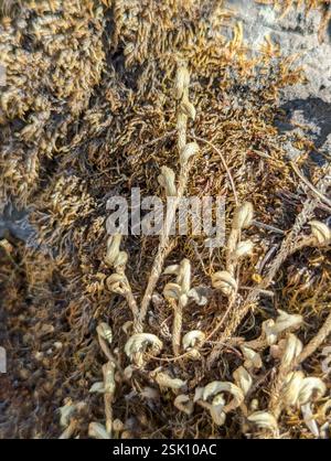 spikemosses (Selaginella), Plantae, Sololá, Guatemala Stock Photo - Alamy