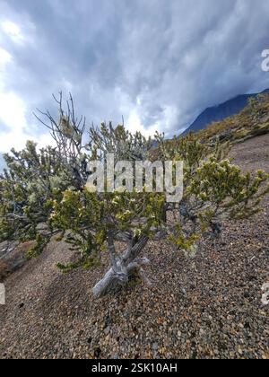 (Olearia nummulariifolia), Plantae, Ohakune 4691, New Zealand Stock ...