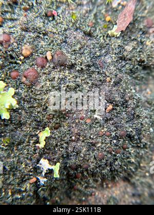 (Trapeliopsis), Fungi, Los Osos, CA, US Stock Photo - Alamy