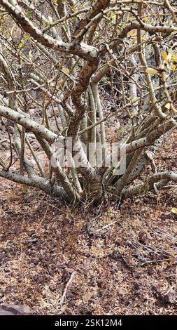 Physicnut (Jatropha cuneata), Plantae, Loreto, MX-BS, MX Stock Photo ...