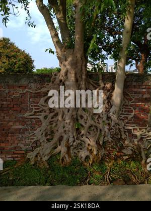 figwood (Ficus virgata), Plantae, 100, Taiwan, 台北市中正區梅花里 Stock Photo ...