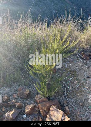 chamise (Adenostoma fasciculatum), Plantae, Orange County, CA, USA ...