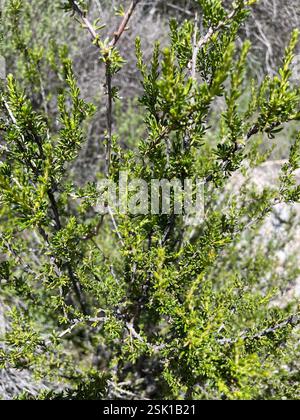 chamise (Adenostoma fasciculatum), Plantae, San Benito County, CA, USA ...