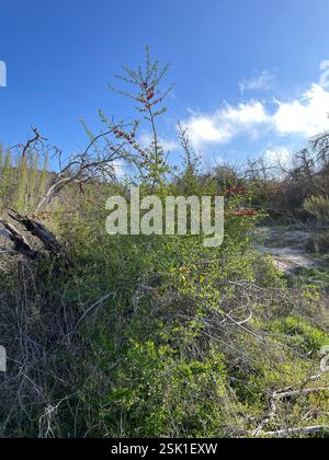 possumhaw (Ilex decidua), Plantae, Moody, TX, US Stock Photo - Alamy