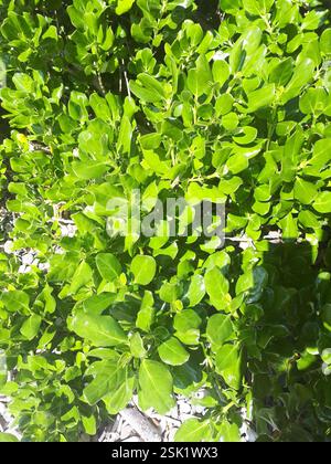Taupata (Coprosma repens), Plantae, Petone, Lower Hutt, New Zealand ...