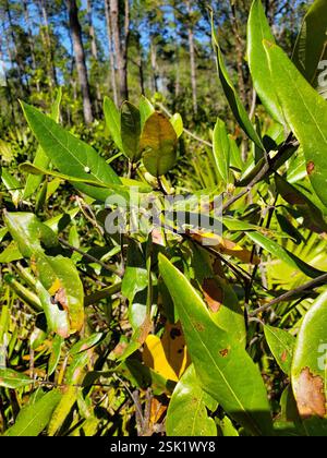 Wax Scales (Ceroplastes), Insecta, Gainesville, FL 32641, USA, host in ...