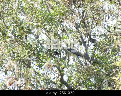 Oriental Cuckoo (Cuculus optatus), Aves, Saitama, JP Stock Photo - Alamy