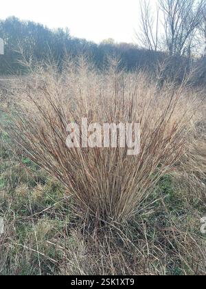 switchgrass (Panicum virgatum), Plantae, Lewisville, TX, US Stock Photo ...