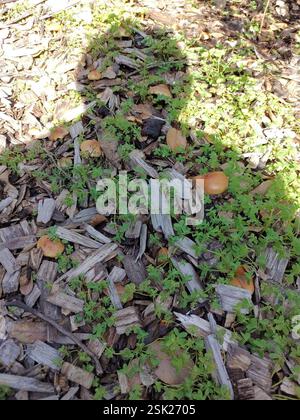 Scalycaps (Pholiota), Fungi, Haviland Hall, Berkeley, CA 94709, USA ...
