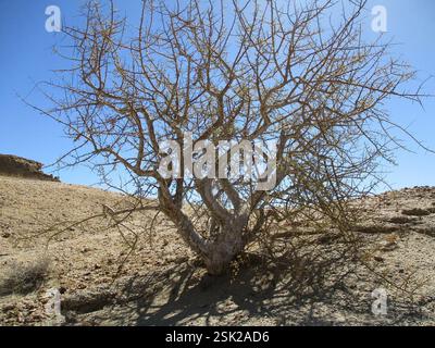 Satinbark Corkwood (Commiphora tenuipetiolata), Plantae, Erongo Region ...