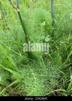 fennel (Foeniculum vulgare), Plantae, Santa Clara, California, United ...