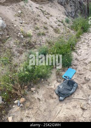 bearded cryptantha (Cryptantha barbigera), Plantae, Palm Springs, CA ...