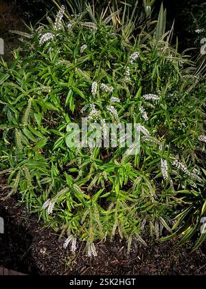 Koromiko (Veronica stricta), Plantae, North Island, Papakura, Auckland ...