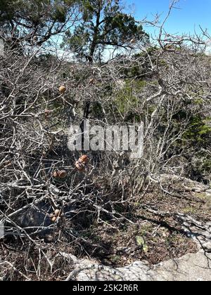 Bastard oak (Quercus sinuata sinuata), Plantae, Temple, TX, US Stock ...