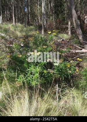 linear-leaved australian fireweed (Senecio linearifolius linearifolius ...